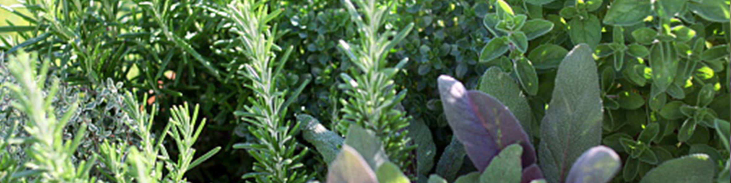 Available Therapies – Penzance Natural Health Centre